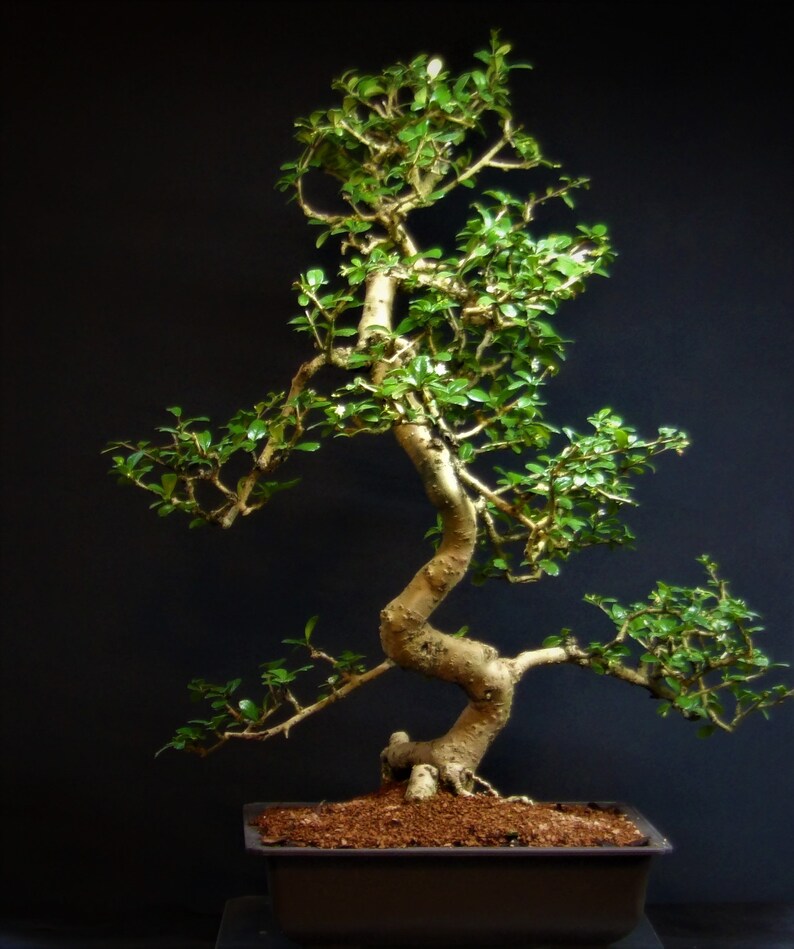 OLD Specimen Fukien Tea Indoor Flowering Bonsai Tree 93 - Etsy