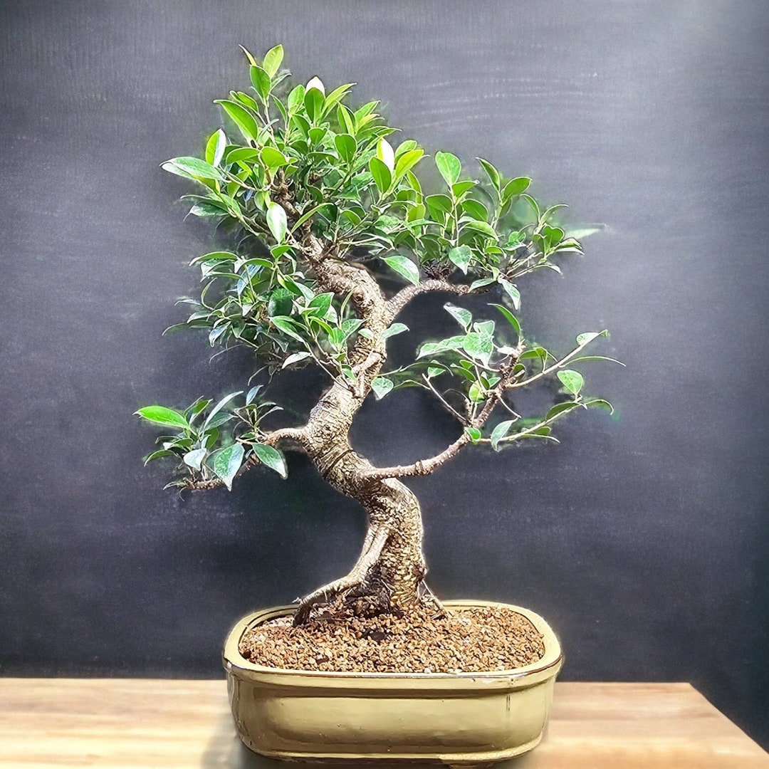 Old Specimen Tiger Bark Ficus Bonsai Tree #65 - Etsy