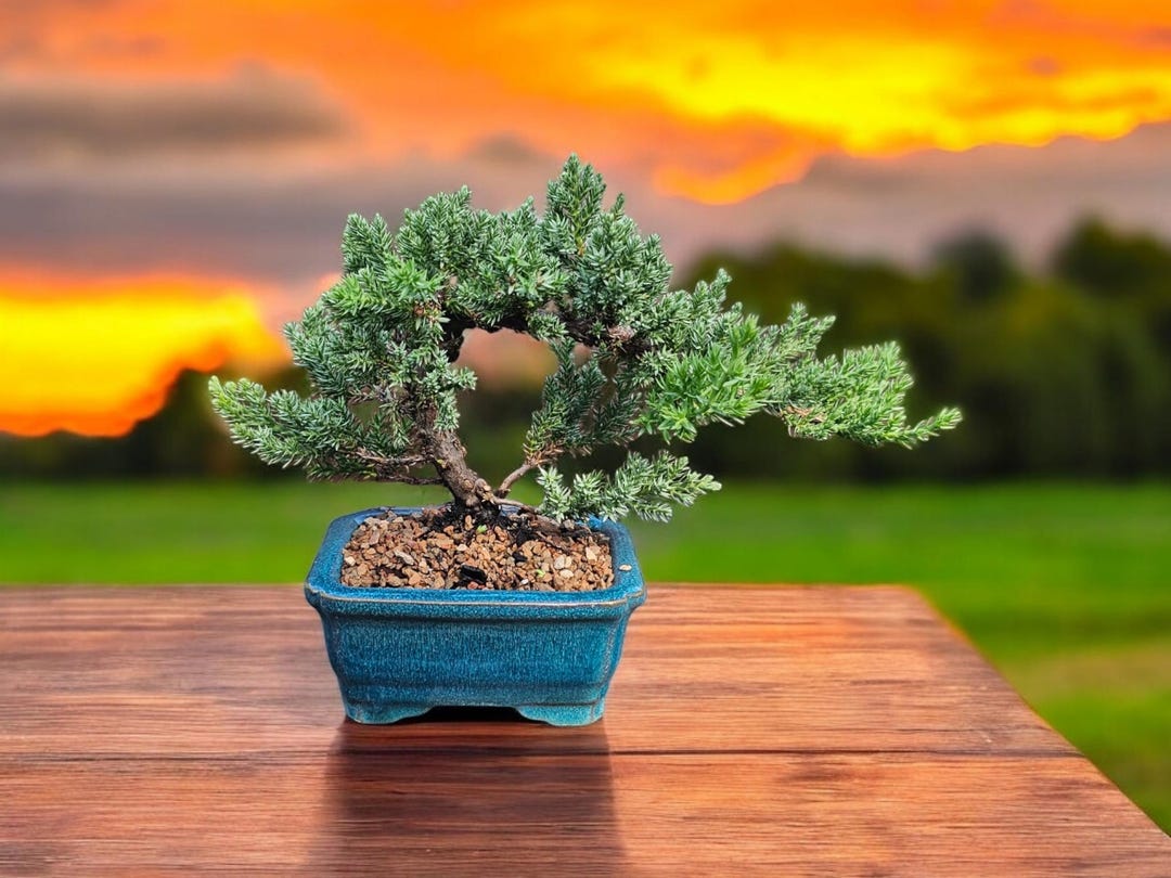 Beautiful Japanese Dwarf Juniper Bonsai Tree #332 - Etsy