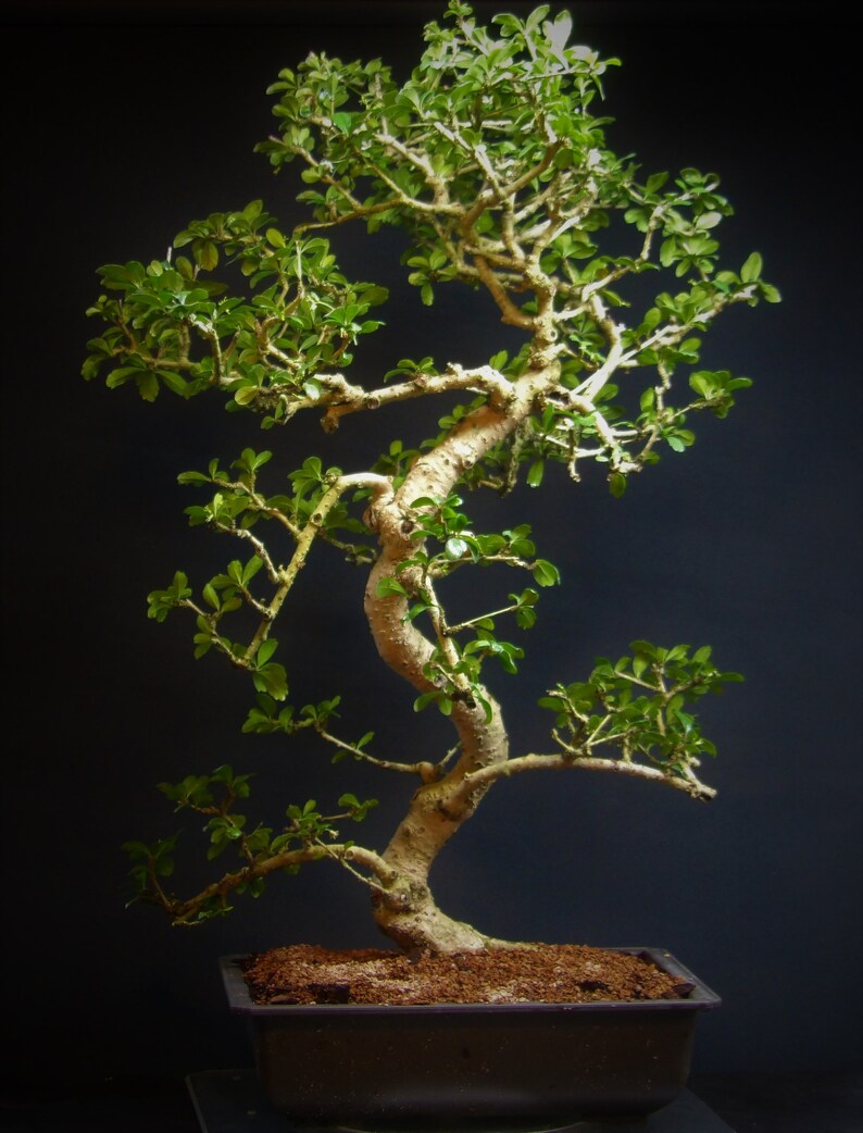 OLD Specimen Fukien Tea Indoor Flowering Bonsai Tree 94 - Etsy