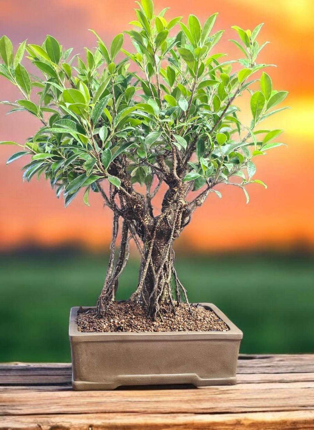 Old Specimen Tiger Bark Ficus Bonsai Tree #67 - Etsy