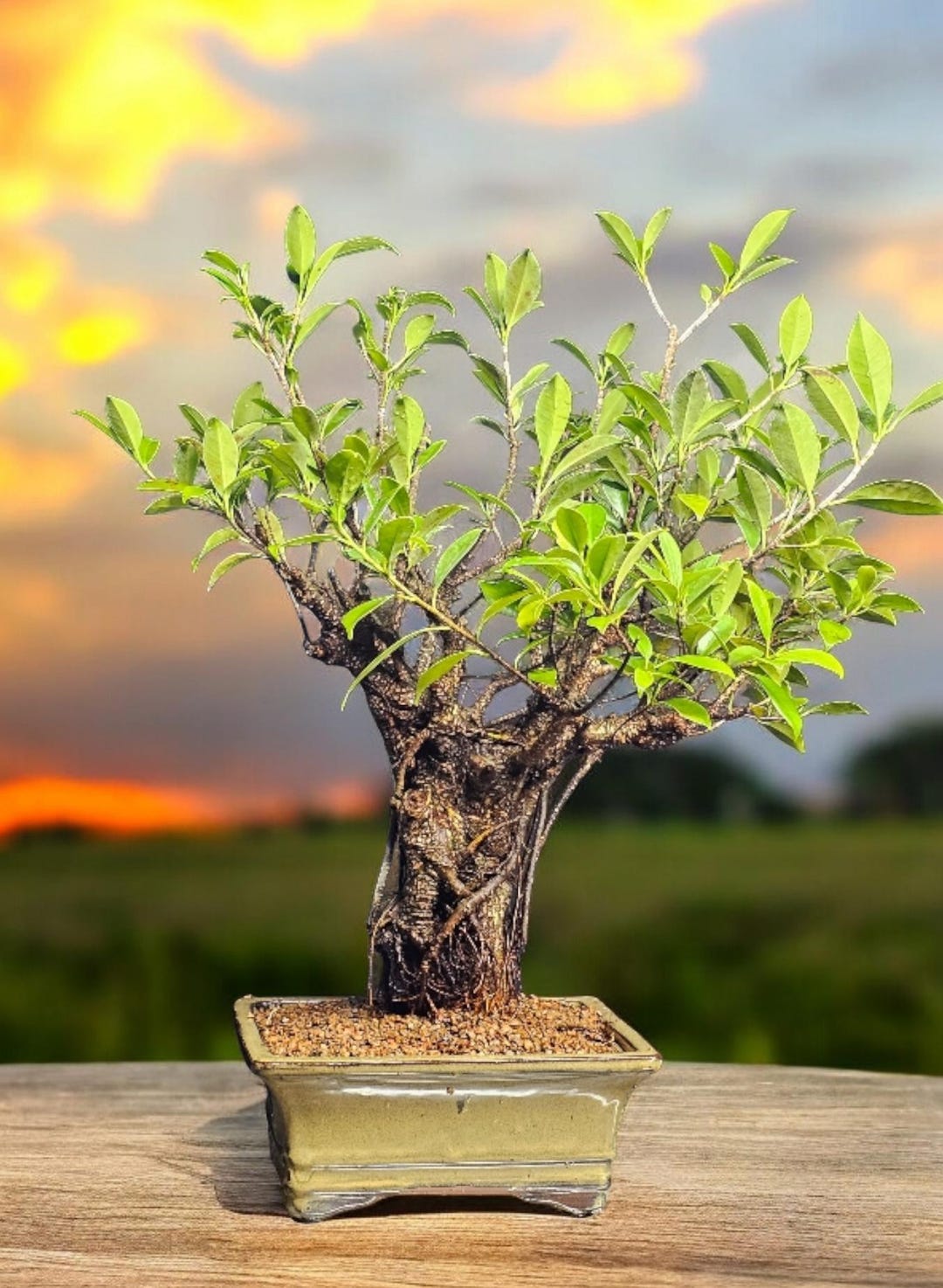 Old Specimen Tiger Bark Ficus Bonsai Tree #675 - Etsy