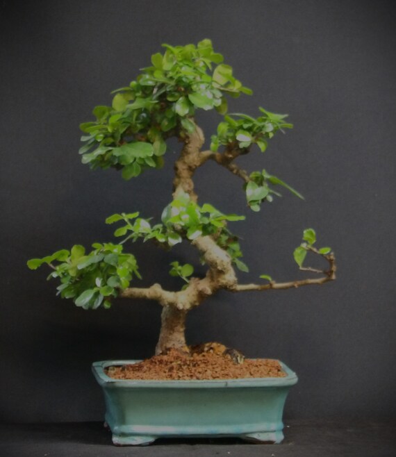 OLD Specimen Fukien Tea Indoor Flowering Bonsai Tree # 94613