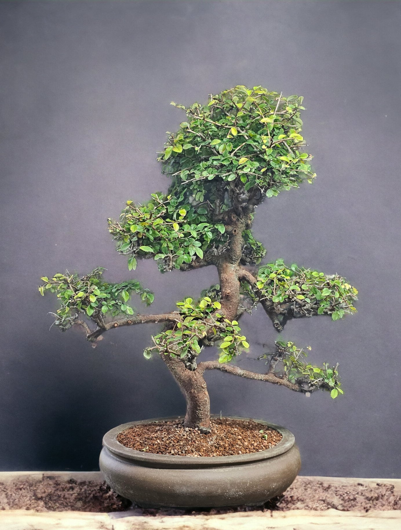 Chinese Elm Tree Pod