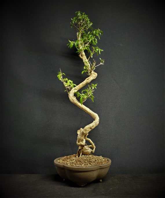 Bonsai Tree live Serissa Snow Rose #658, indoor - outdoor plant Bloom ...