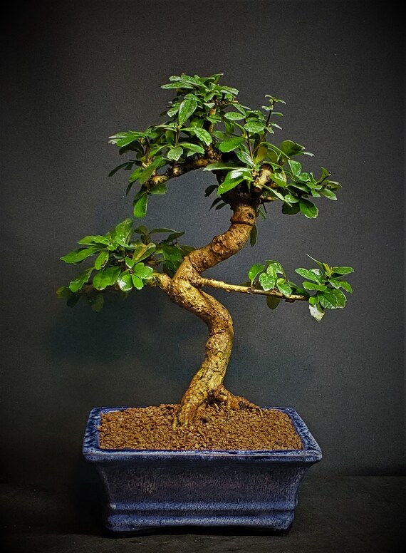 Fukien Tea Indoor Flowering Bonsai Tree # 756