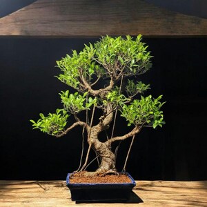 Old Specimen Tiger Bark Ficus Bonsai Tree #749 - Etsy