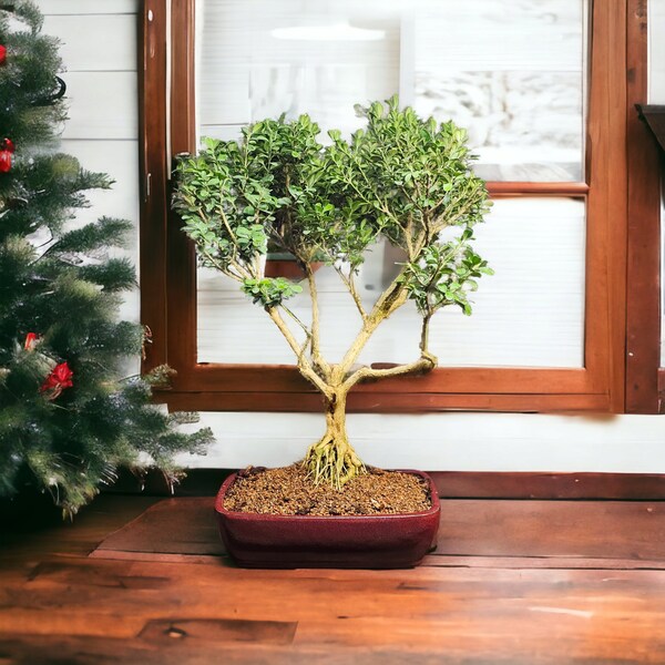 Boxwood Bonsai Tree - Etsy