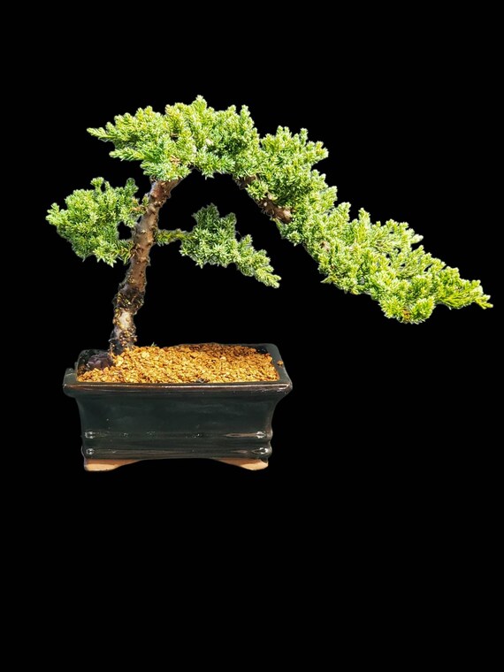 Japanese Dwarf Juniper Bonsai Tree #4715