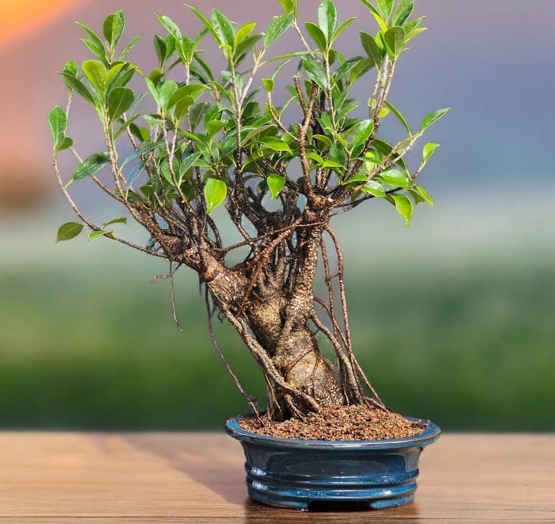Old Specimen Tiger Bark Ficus Bonsai Tree #67 - Etsy