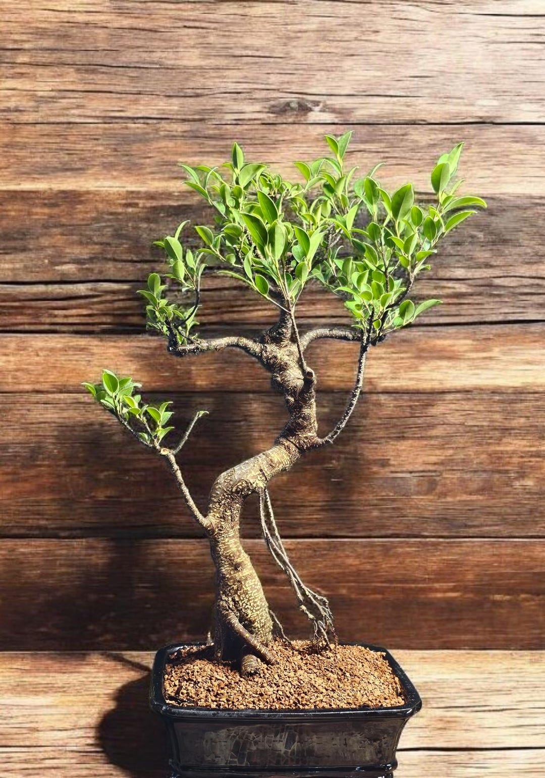 Old Specimen Tiger Bark Ficus Bonsai Tree #995 - Etsy