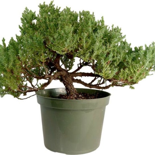 Japanese Dwarf Juniper - Etsy