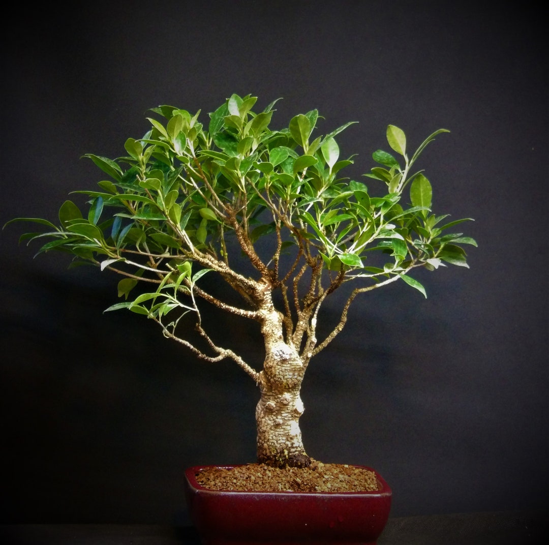 Bonsai Tree Ficus Kit With Bonsai Scissors and Drip Tray - Etsy