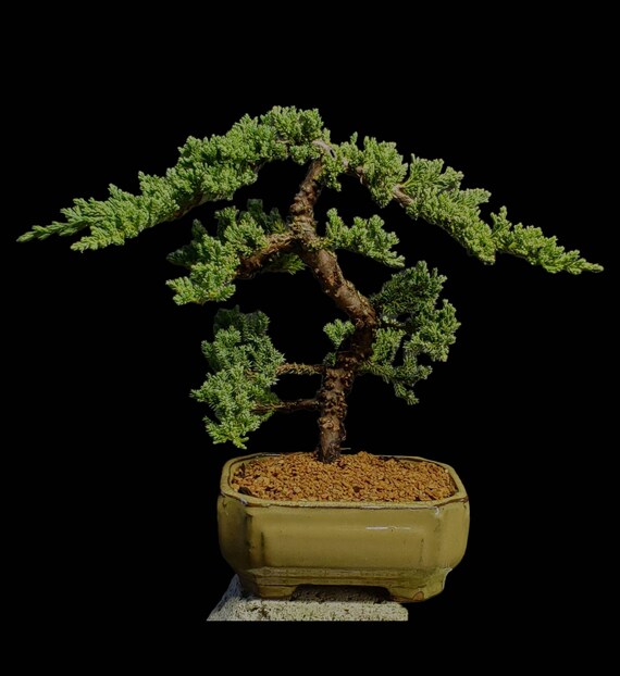 Japanese Dwarf Juniper Bonsai Tree #4712