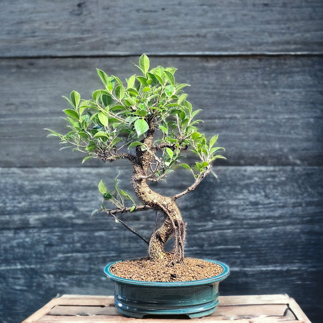 Old Specimen Tiger Bark Ficus Bonsai Tree 6531 - Etsy