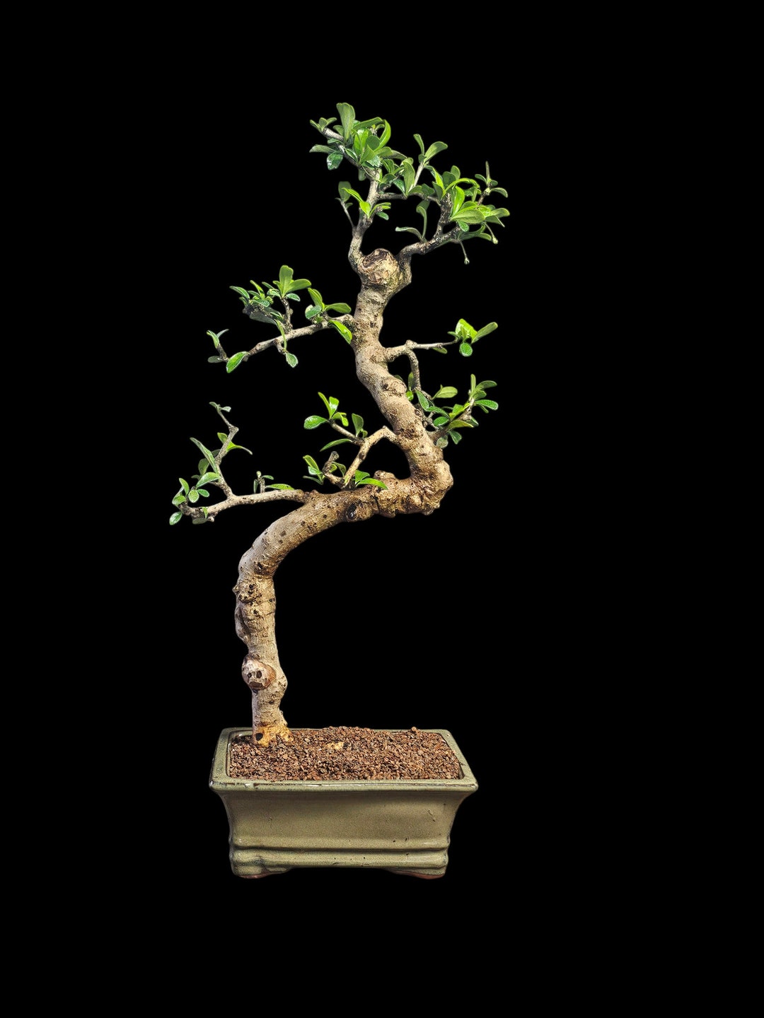 Fukien Tea Indoor Flowering Bonsai Tree # 374 - Etsy