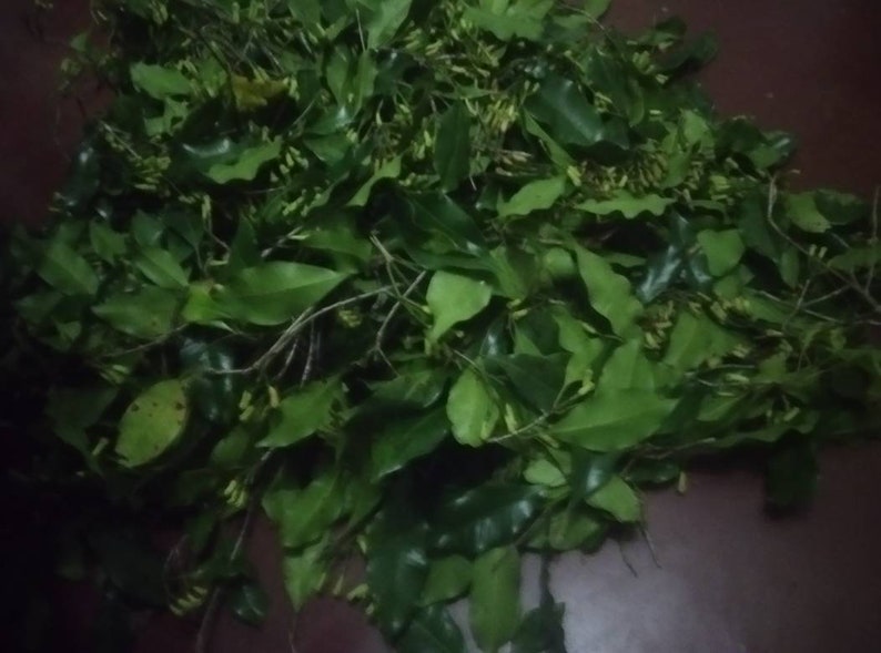 Ceylon Cloves, karabu Neti Syzygium Aromaticum 100% Natural Sri Lankan ...