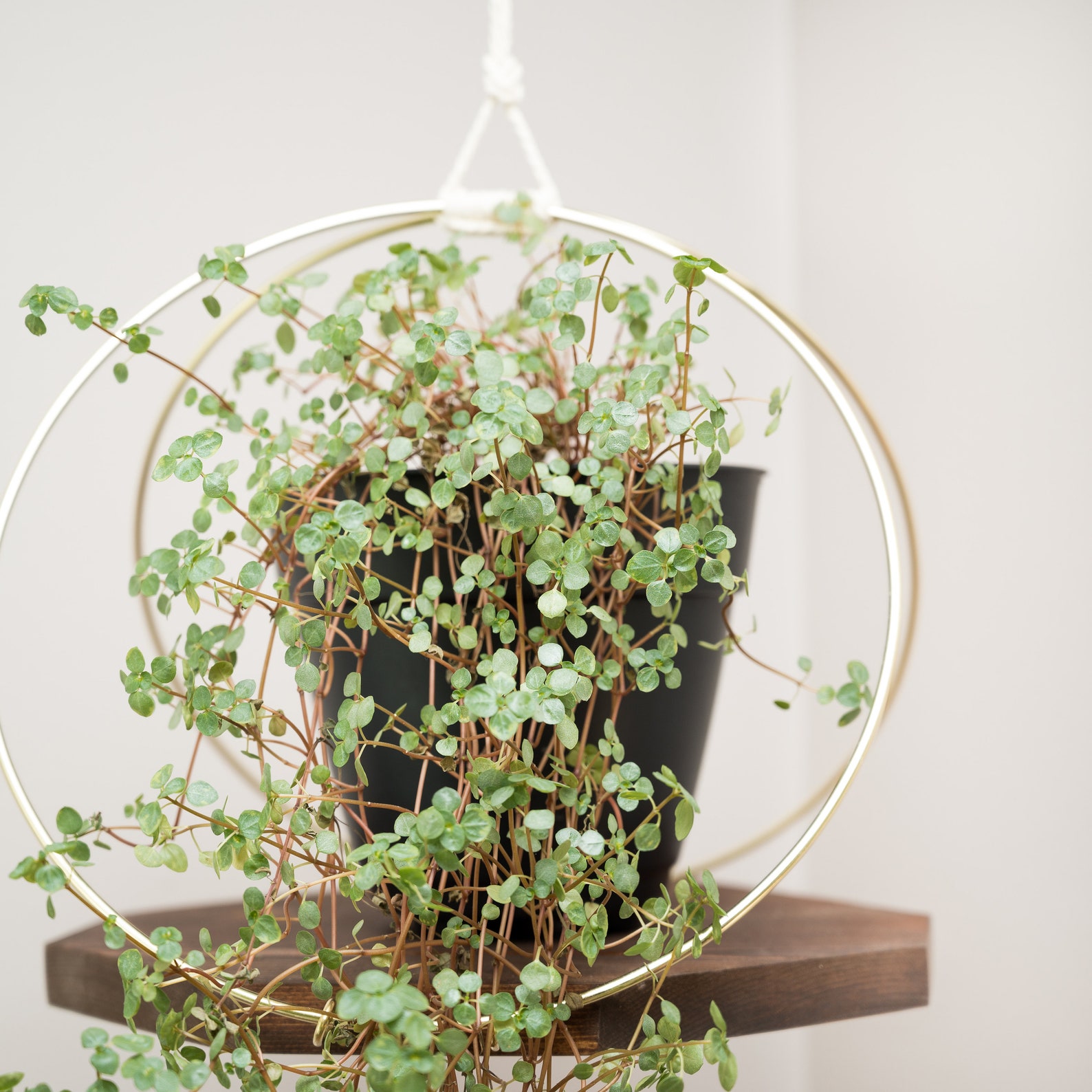 Large Plant Hanger With Wooden Base and Gold Hoops - Etsy