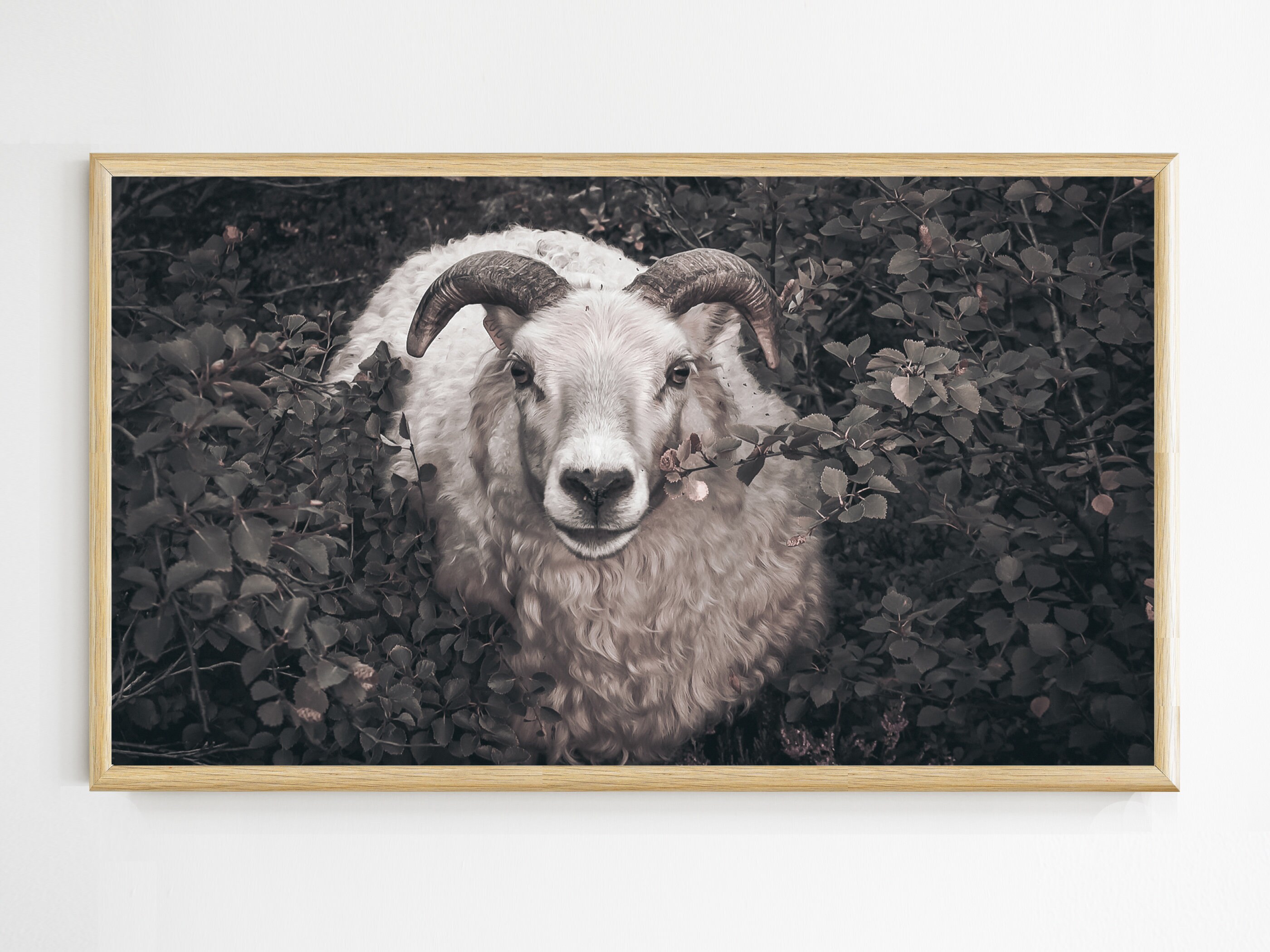 Samsung Frame TV Art Wild Goat, Instant Digital Download, Wall Decor ...