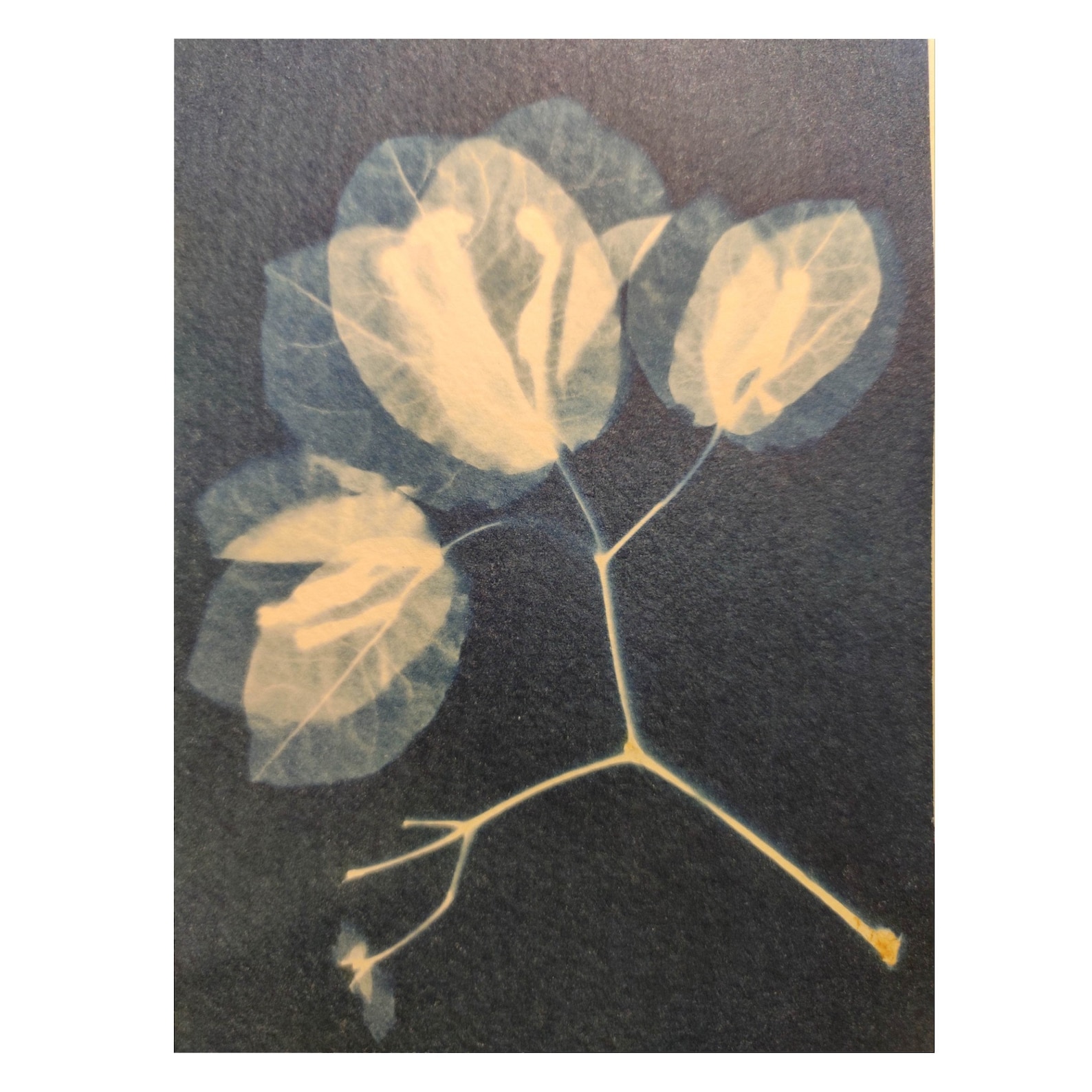 DIY Cyanotype Postcards Precoated (10 Nos) - Etsy
