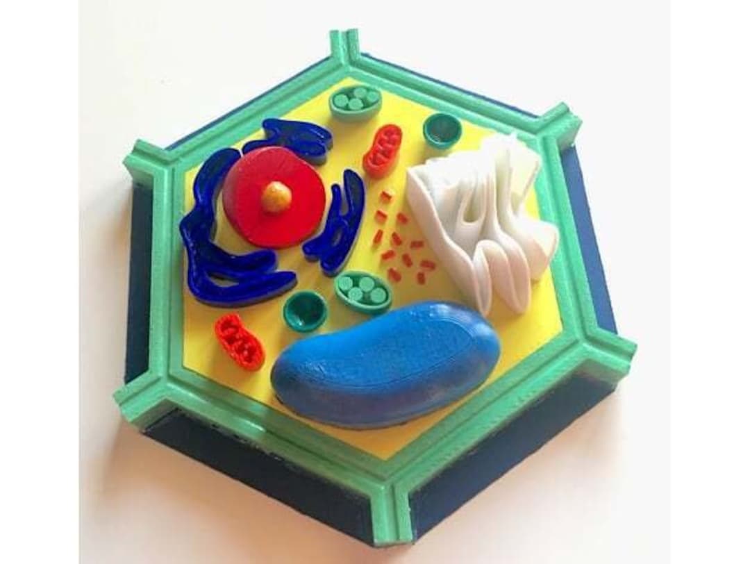 3D Printed Plant Cell Model Biology & Botany Science Education - Etsy UK