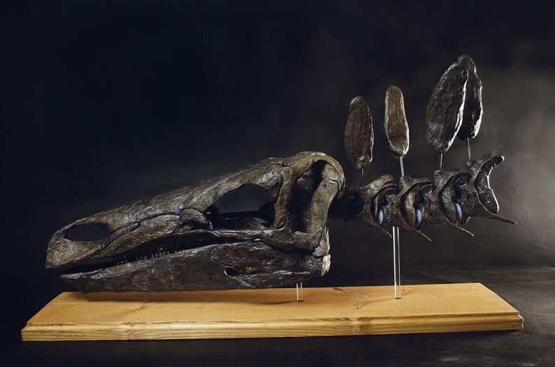 3d Printed Stegosaurus Head Skull Skeleton Model Dinosaur Painted With ...