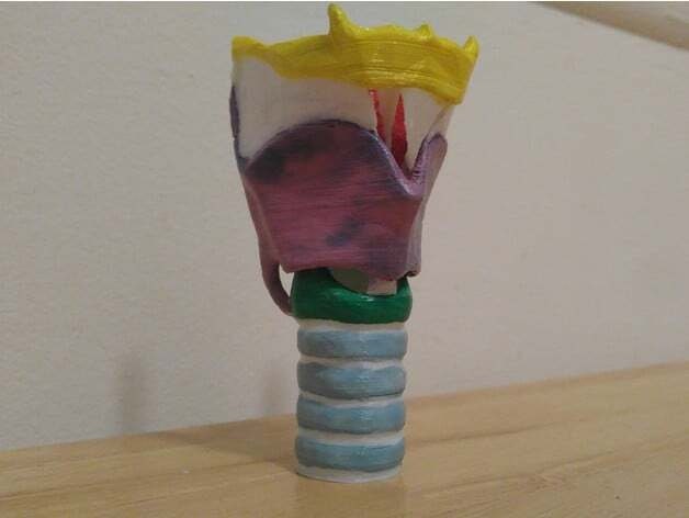 3D Printed Exploded Larynx Model Anatomy Education Kit - Etsy