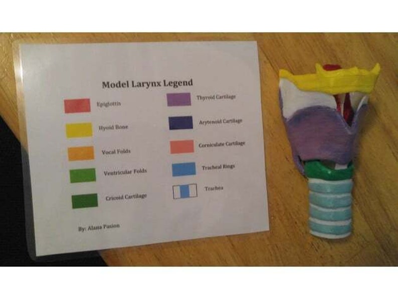 3D Printed Exploded Larynx Model Anatomy Education Kit - Etsy