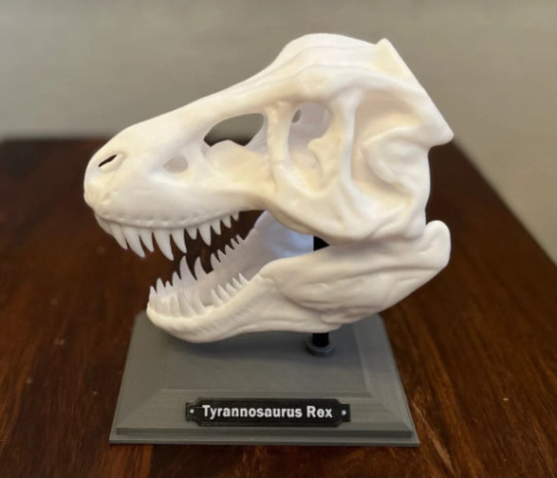 3D Printed T-rex Skull and Stand - Etsy