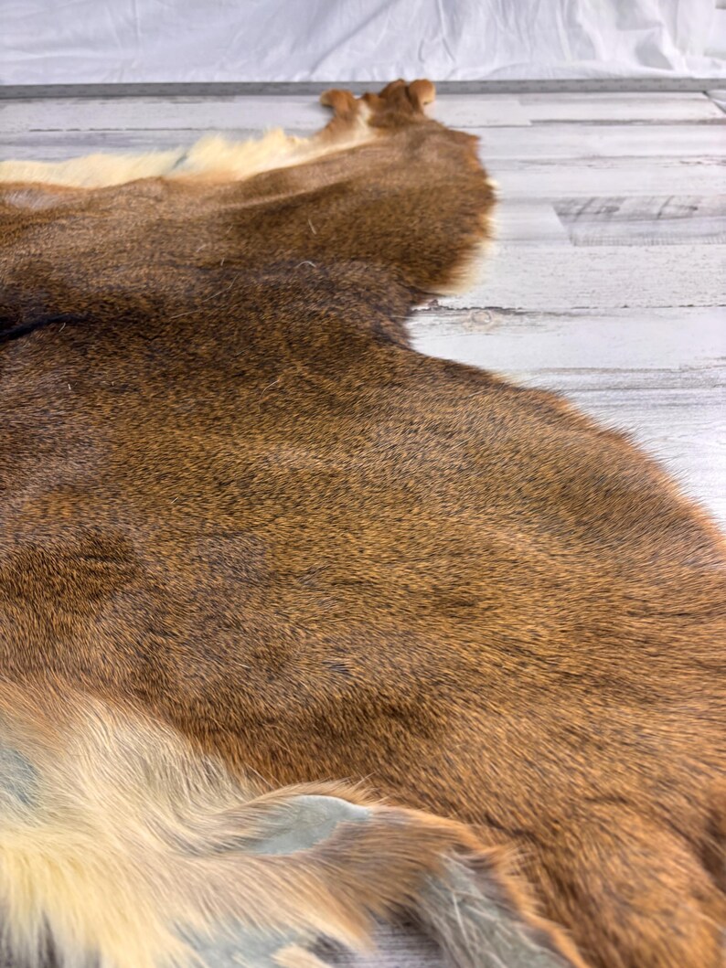 Tanned Whitetail Deer Hide, Grade C, Hair-on Leather Hide No Tail ...