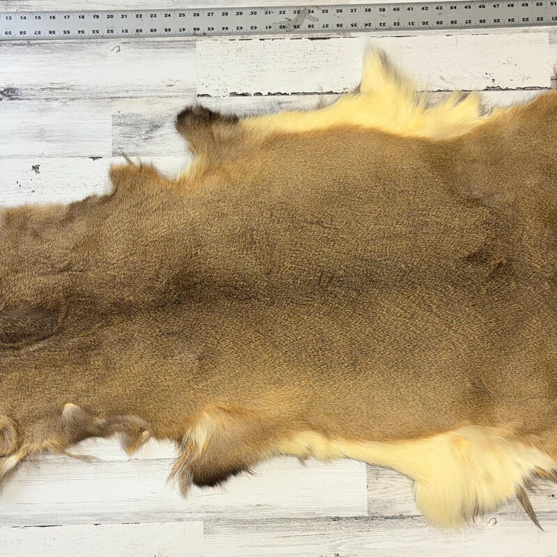 Whitetail Deer Hide - Etsy