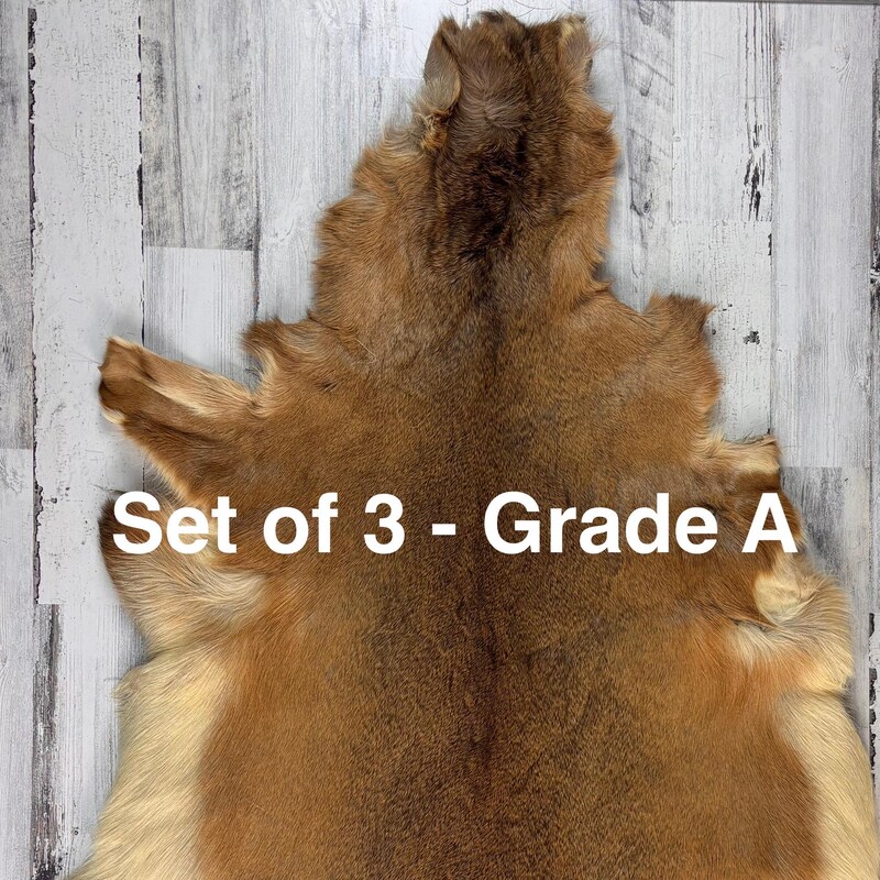 Whitetail Deer Hide - Etsy