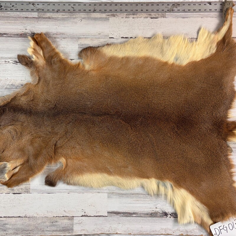 Whitetail Deer Hide - Etsy