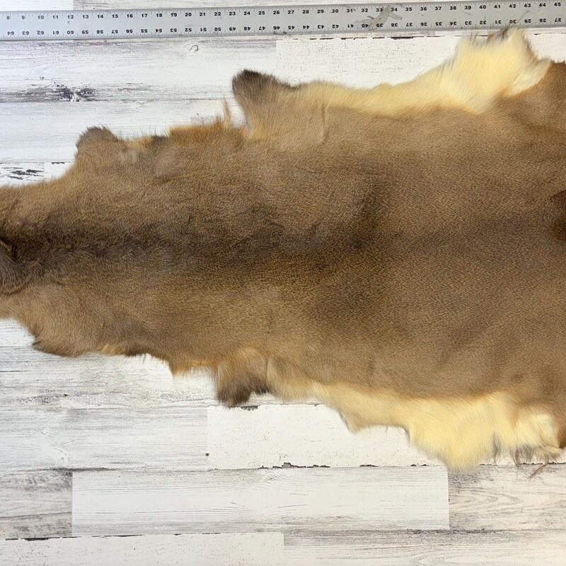 Whitetail Deer Hide - Etsy