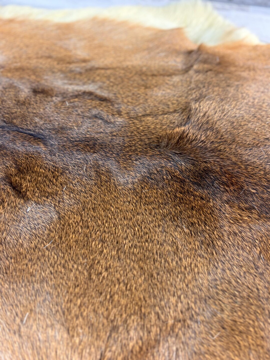3 Pack Whitetail Deer Hide, Grade B, Hair On, Tanned in USA, Deer Skins ...