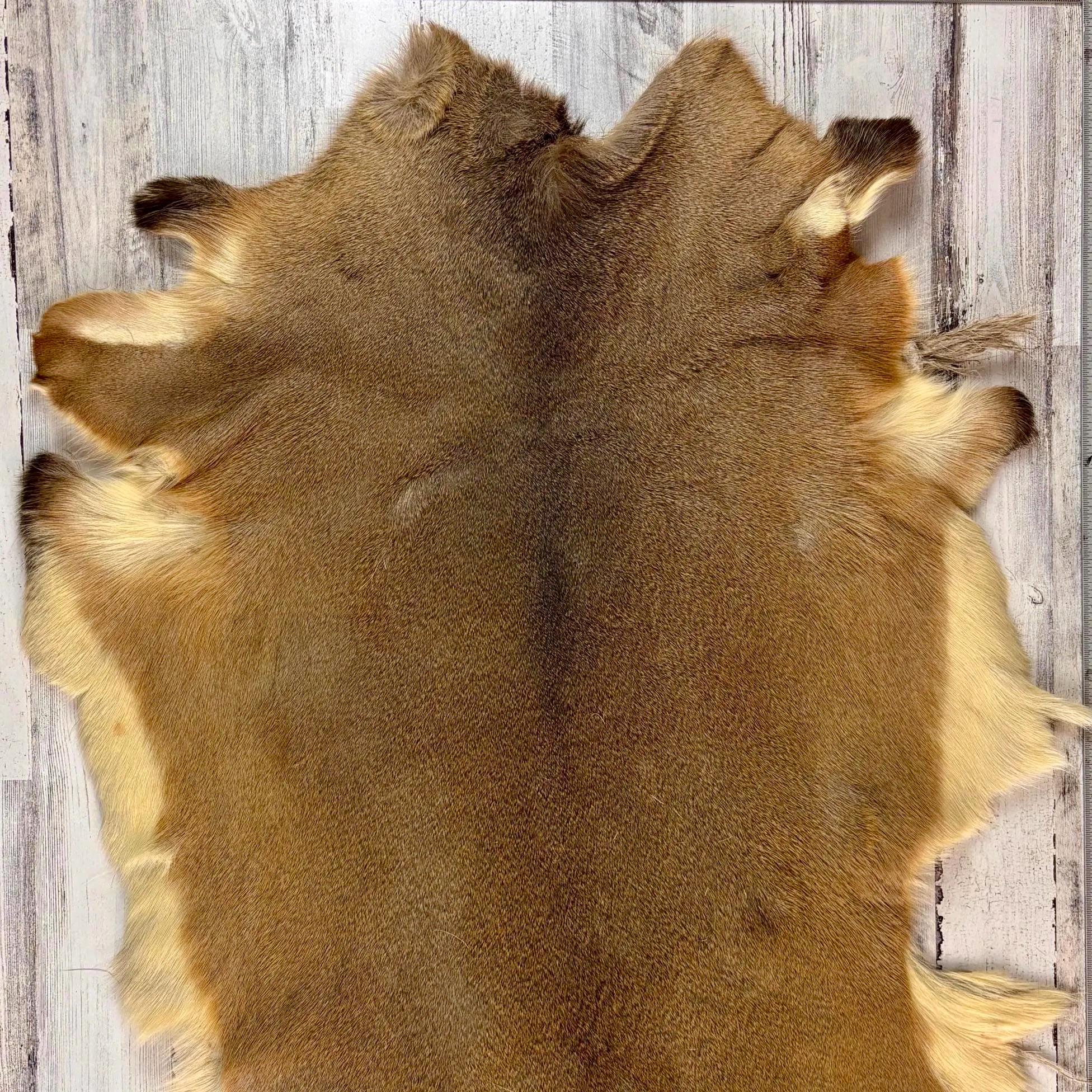 Whitetail Deer Hide, Grade A, Tanned, Hair On, White Tail Deer Skin for ...