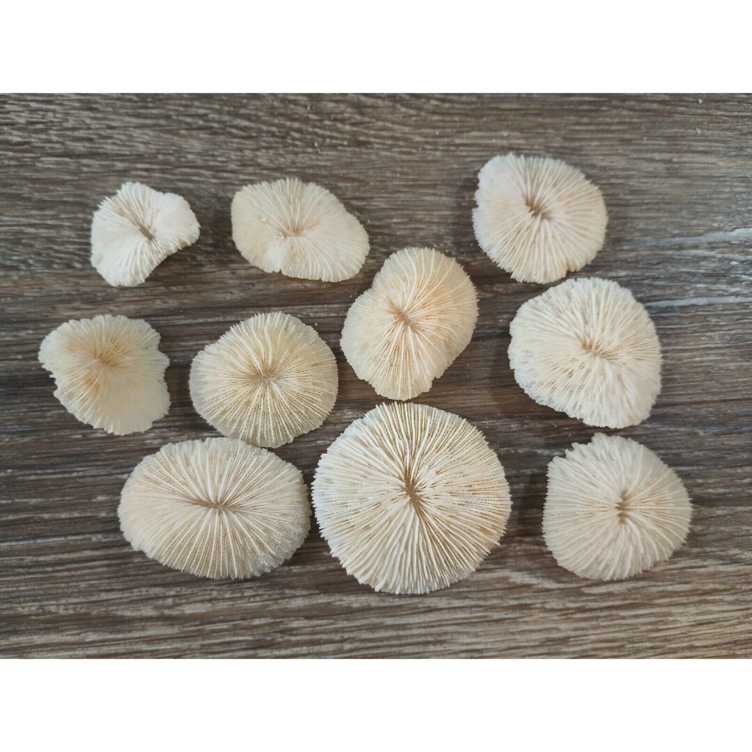 10 Pcs Mushroom Coral Ocean Beach Decor Aquarium Nautical - Etsy