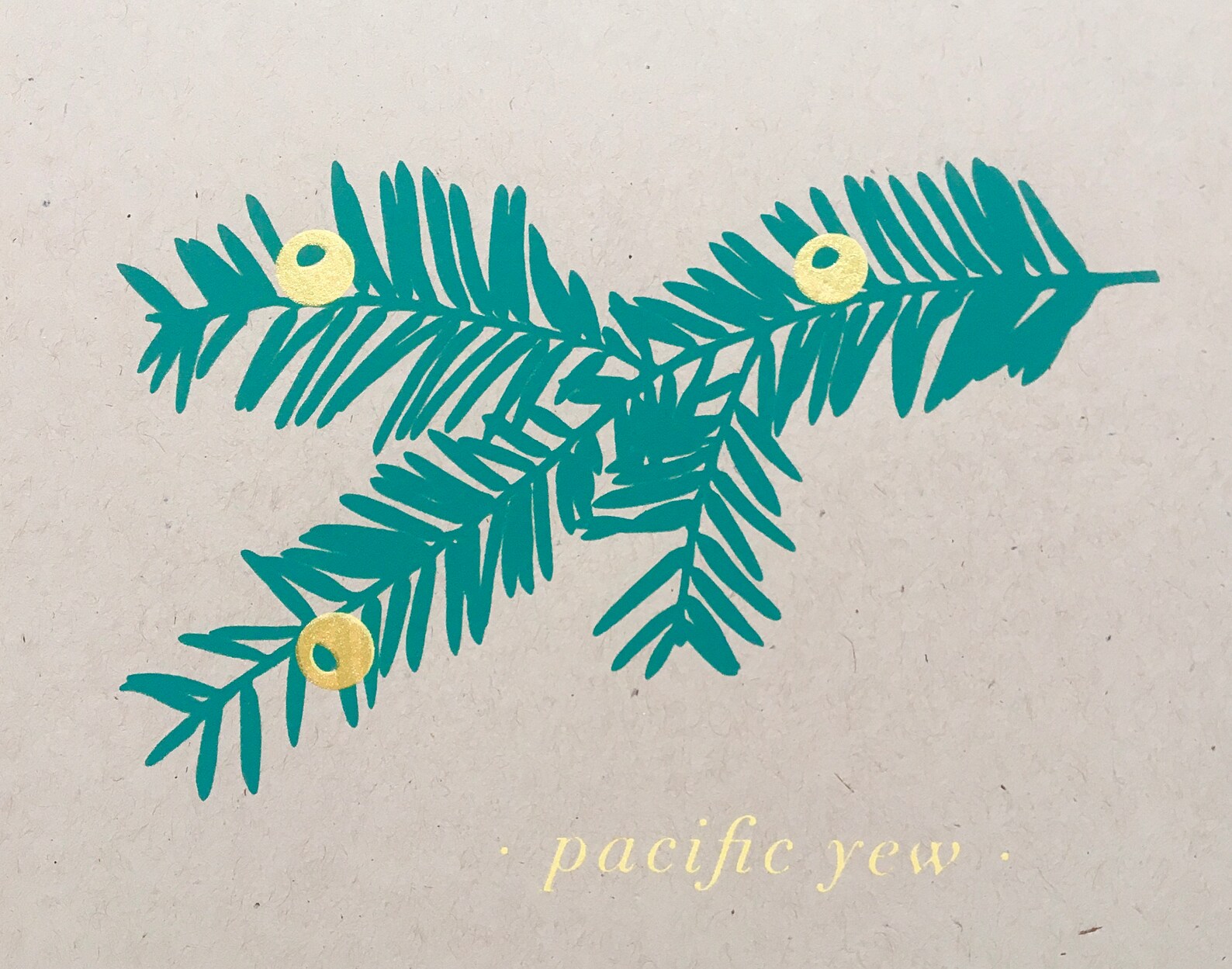 PNW Native Plants - Set of 3 - Yew, Maidenhair, Snowberry - Etsy