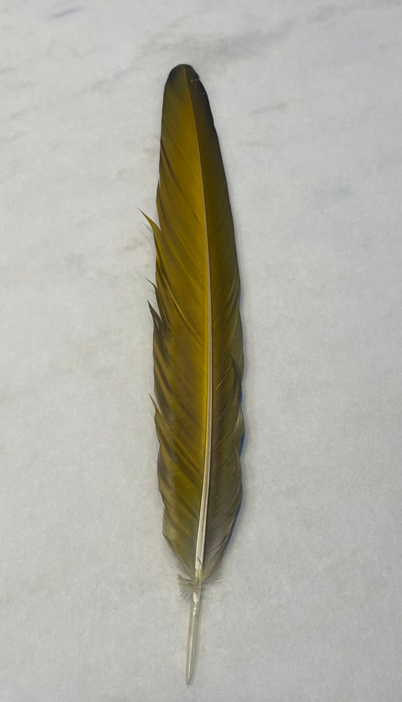 BLUE AND GOLD Macaw Tail Feather -ethically Sourced - Etsy