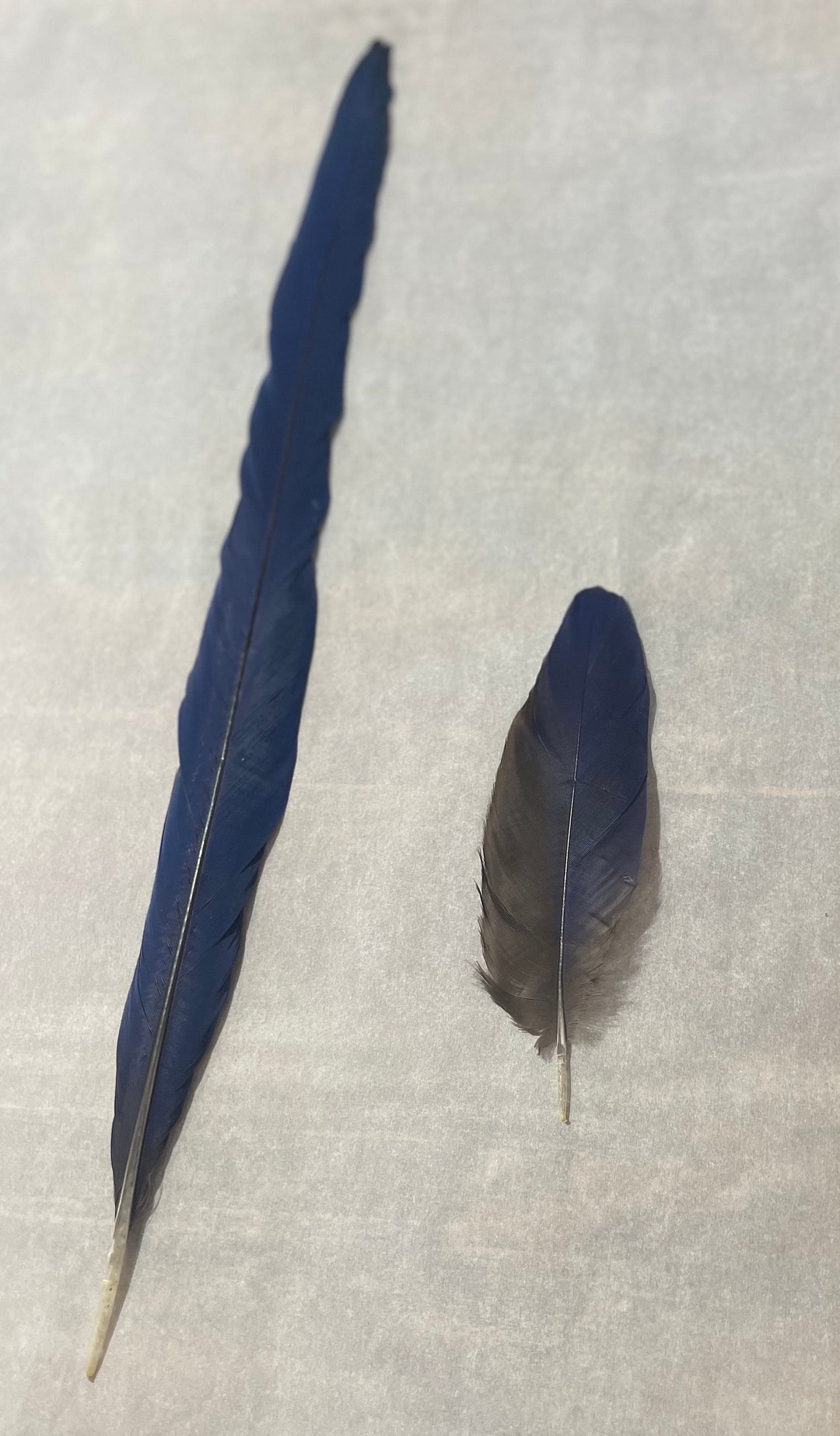 Rare HYACINTH MACAW Tail Feather -ethically Sourced - Etsy