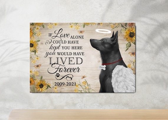 Kelpie Quotes Australian Kelpie Dog Breed: Info, Pictures, Traits