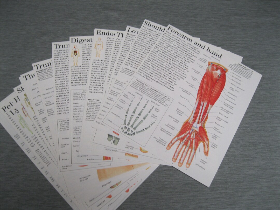 Bundle 22x Medical Body Parts Diagrams Heart Brain Spine - Etsy