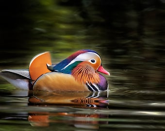 Handmade Wooden Mandarin Duck Toy Child-safe, Eco-friendly, Natural ...