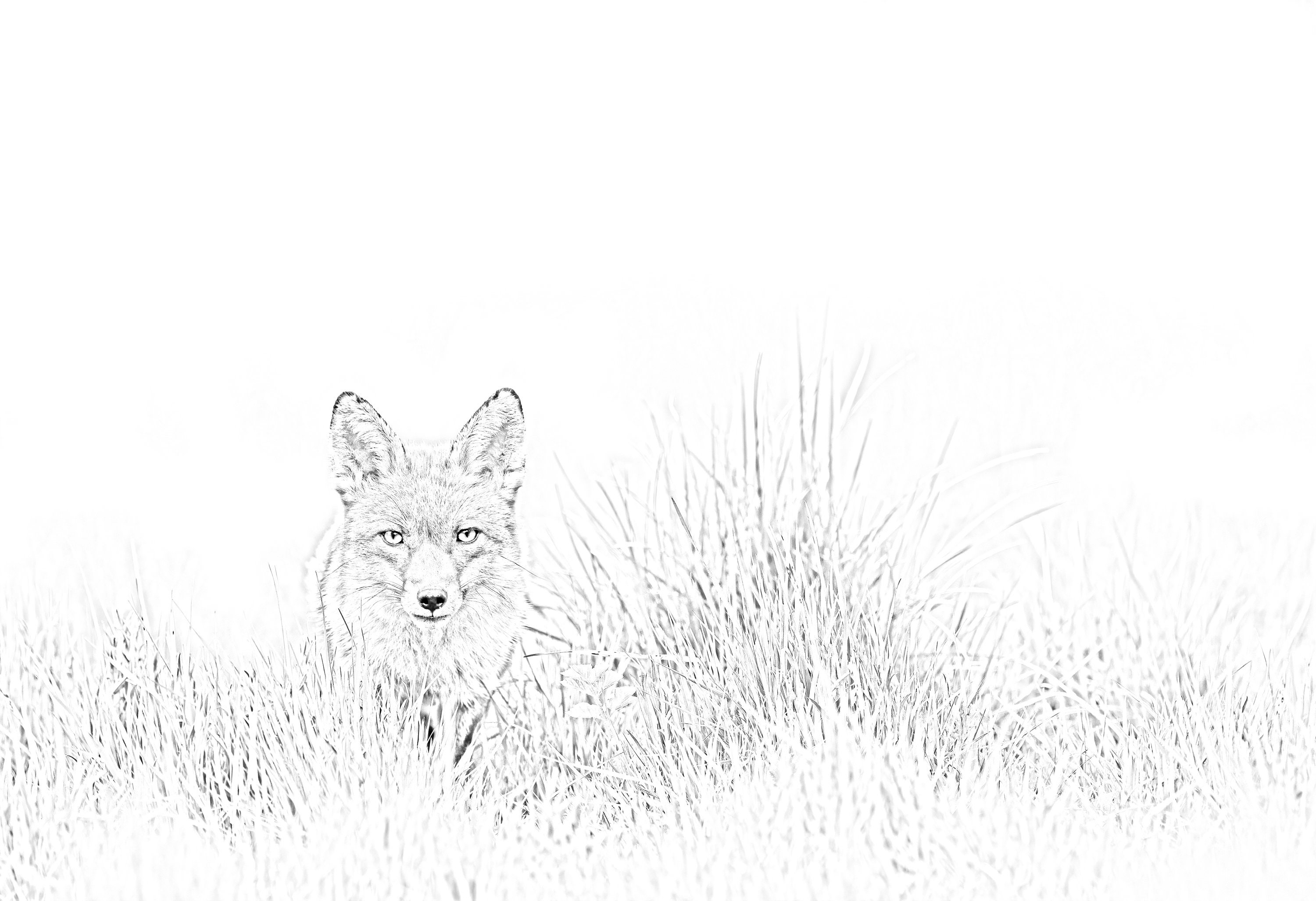 Fox Hiding