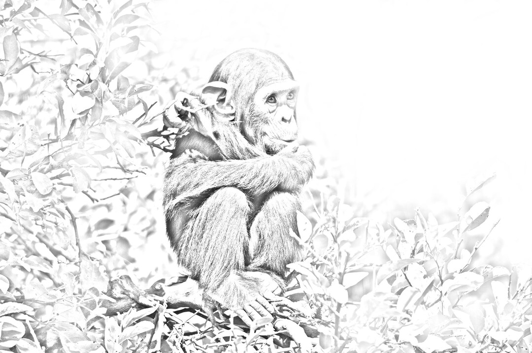 Young Chimp Contemplating the World - Etsy