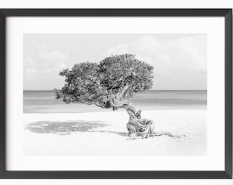 divi divi tree drawing