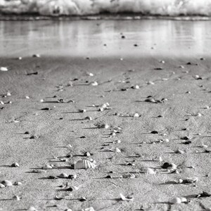 Black and White Beach Print, Seashell Wall Art, Neutral Beach Travel ...