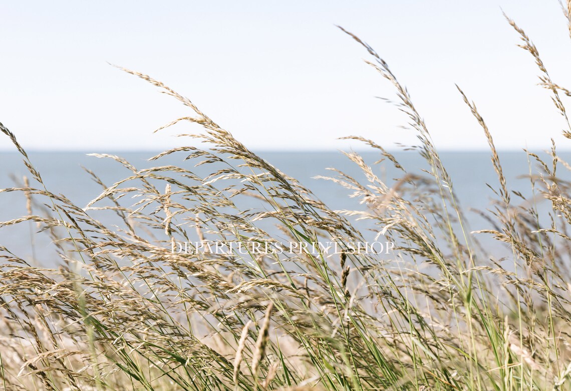 Beach Print Sea Oats Photo Seagrass Coastal Wall Decor - Etsy