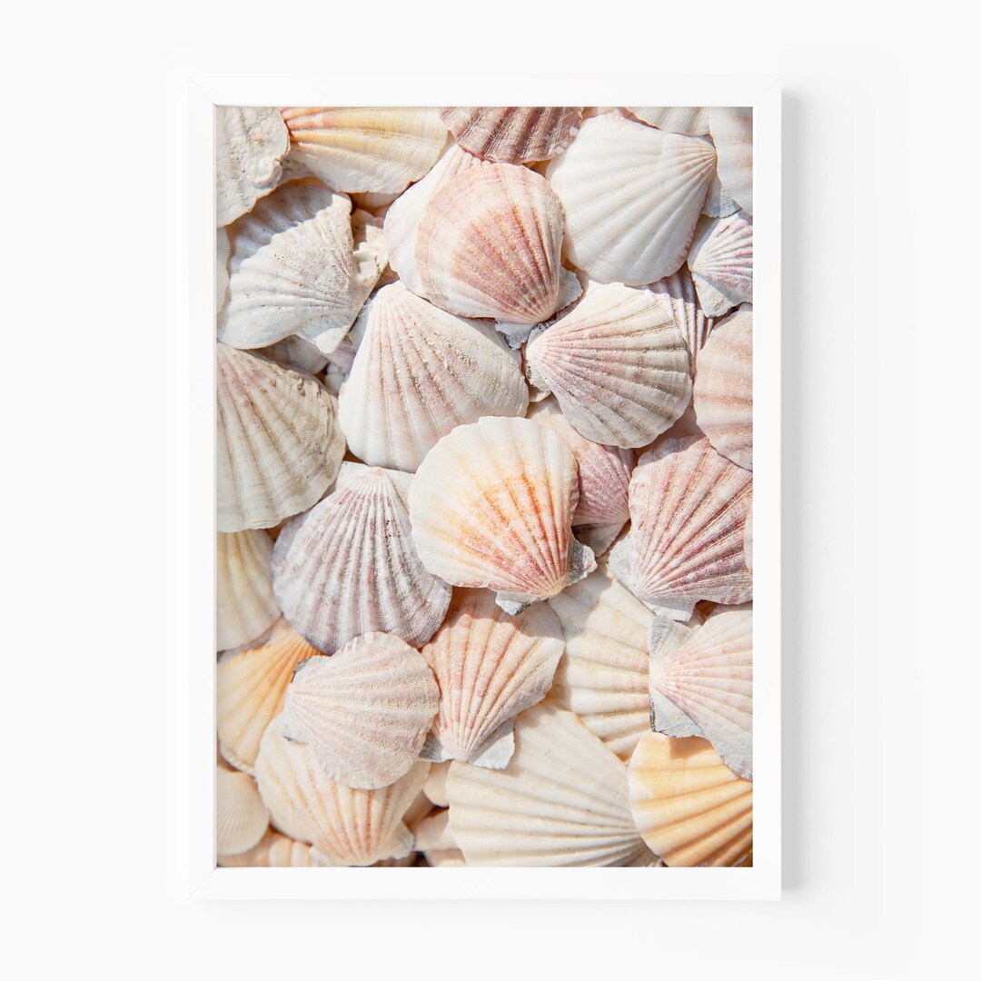 Seashell Print, Beach Photography, Cape Cod, Nantucket New England Wall ...