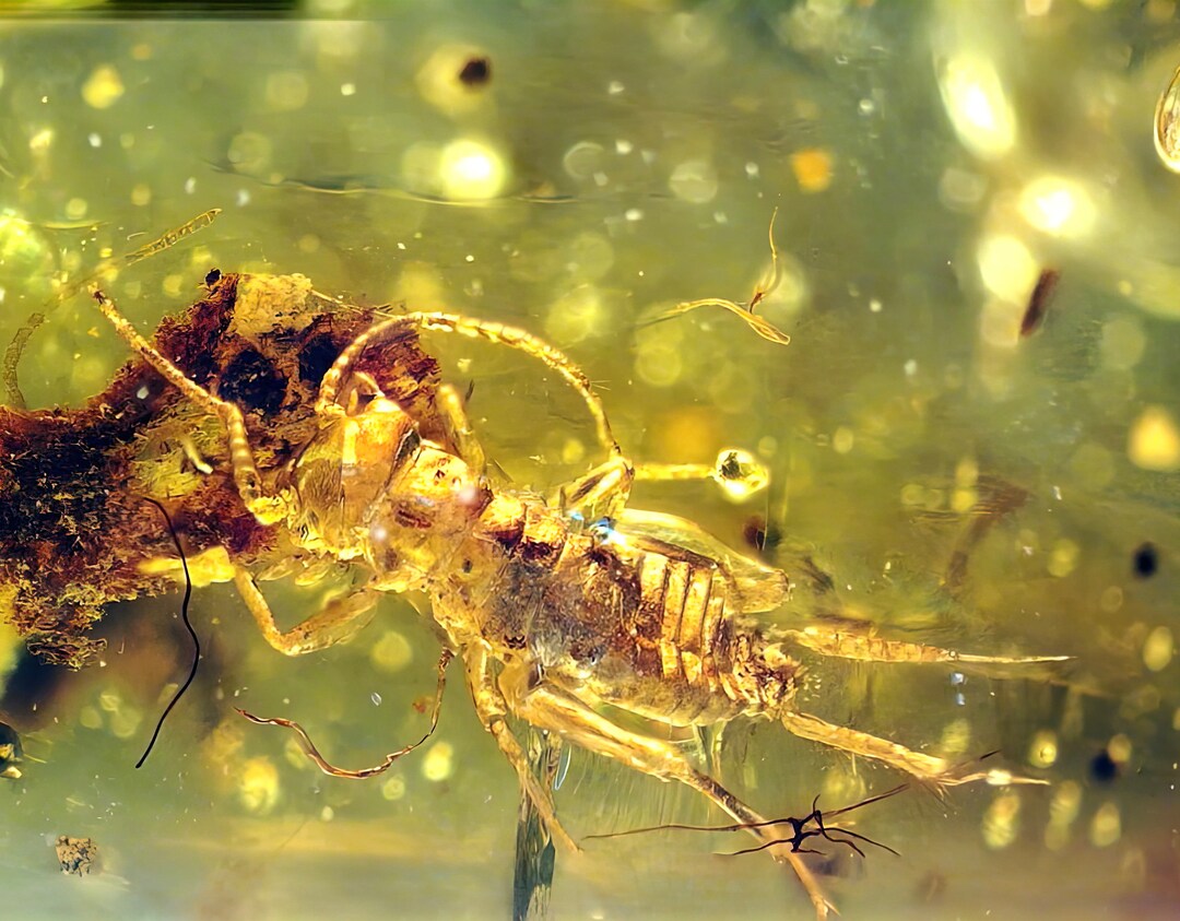 Perfect Juvenile Long Tailed Cricket in Burmese Amber - Etsy
